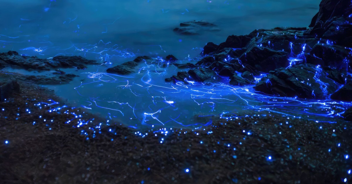 Phytoplankton Beach